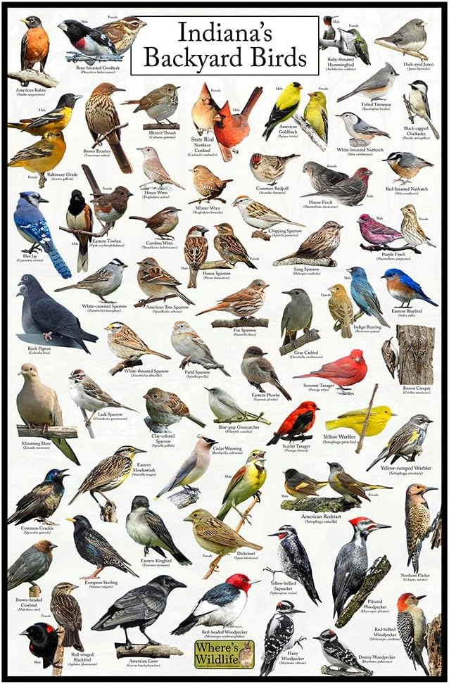 Amazon.com: Where's Wildlife Indiana's Backyard Birds Laminated Poster ...