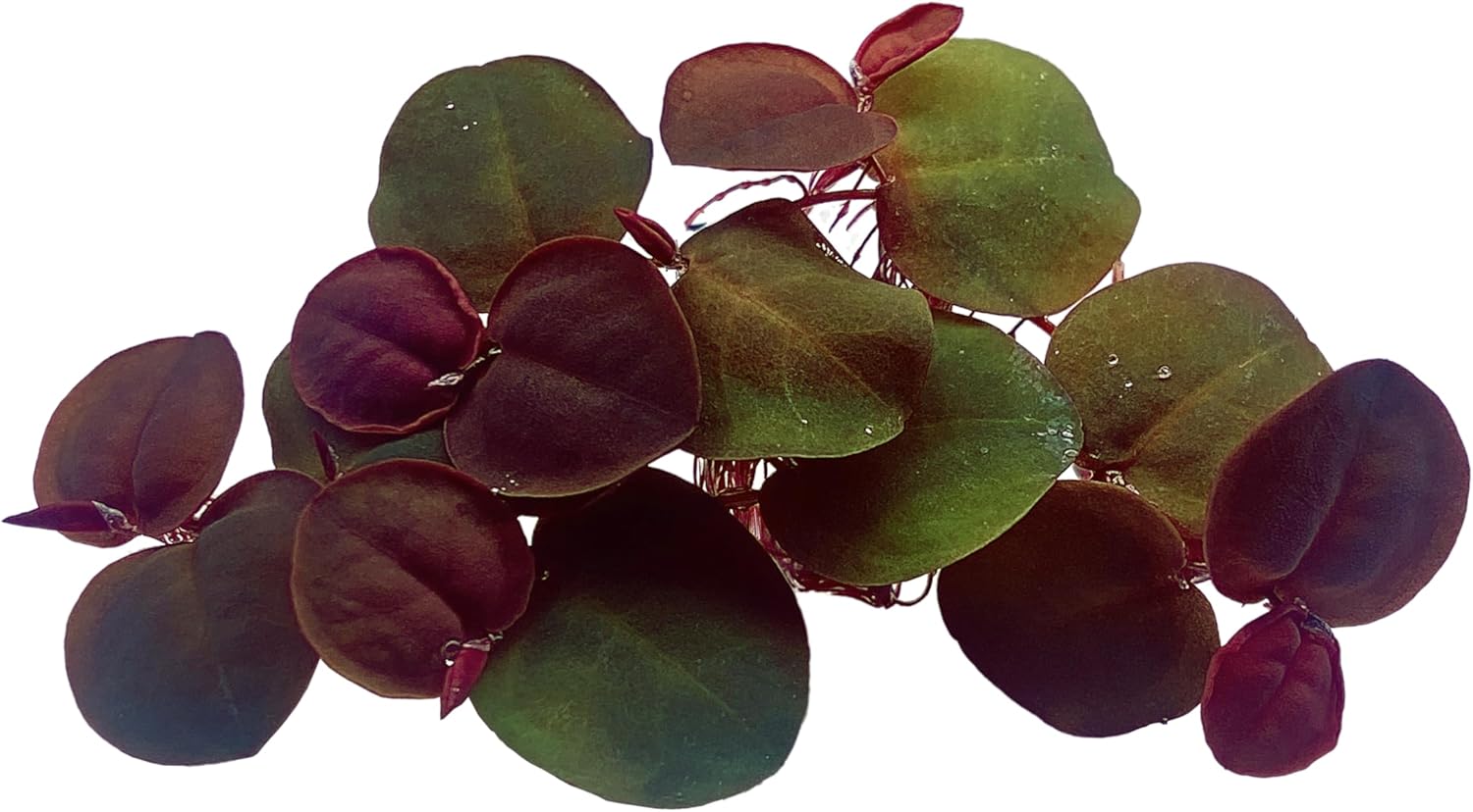 Amazon.com: 70+ Leaves Red Root Floaters Live Aquarium Plant/Floating ...