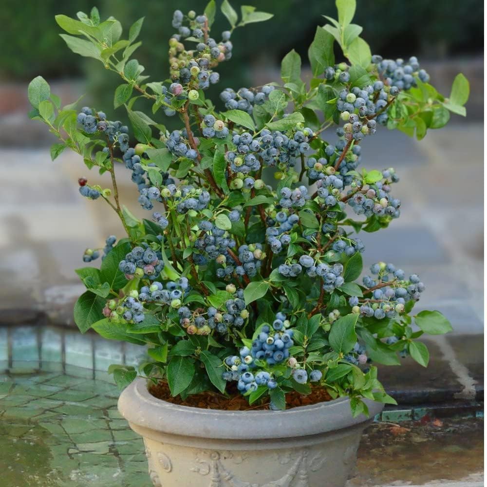 Amazon.com : (1) - Sunshine Blue Semi-Dwarf Blueberry - Starter Plant ...