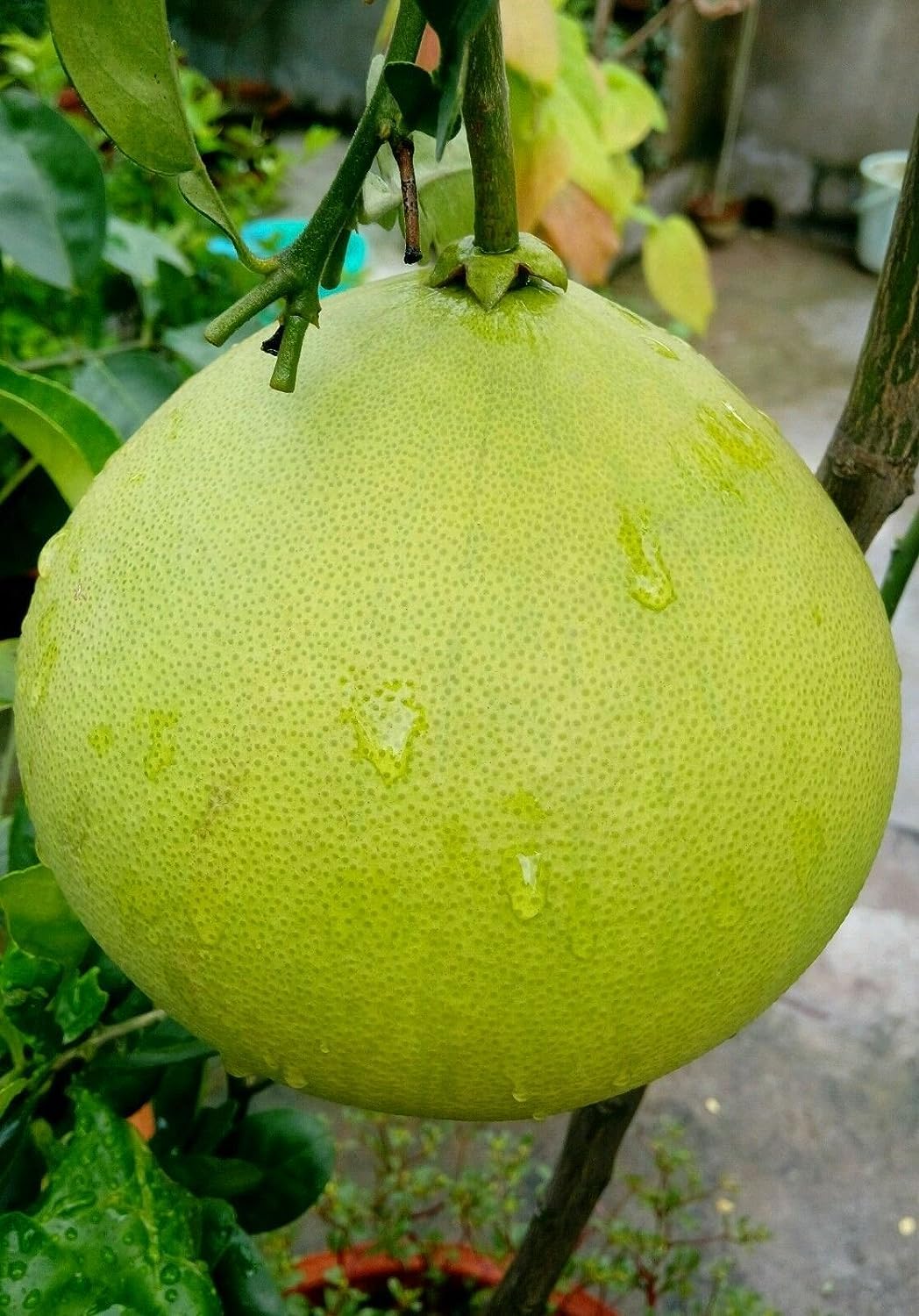 Everfit Agro Healthy Sweet "Giant Lemon Batabi" Grafted 1 Healthy Live ...