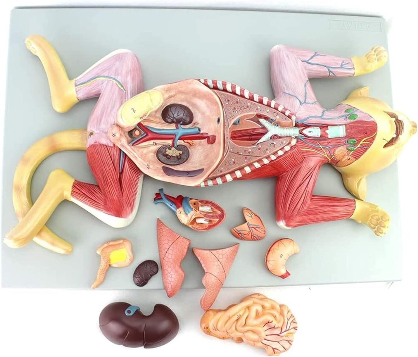 Torso Y Modelos De Esqueleto Anatómicos, Modelo Anatómico De Gato ...