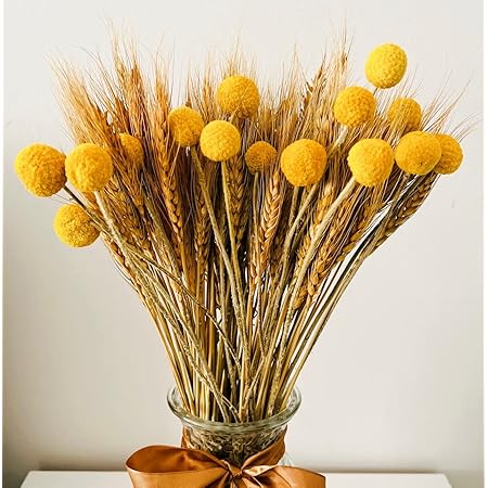 Amazon.com: TooGet Dried Wheat Sheaves Stalks Bouquet Bundles, 100 ...
