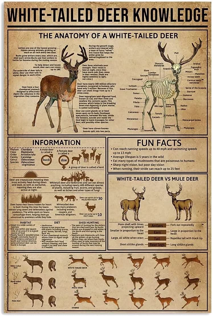 Diagrama De Anatomía Del Venado Cola Blanca Cráneo De Venado PNG