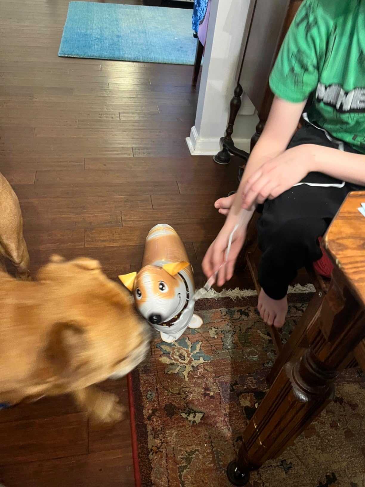 Amazon.com: My Own Pet Balloons Corgi Domestic Animal : Toys & Games