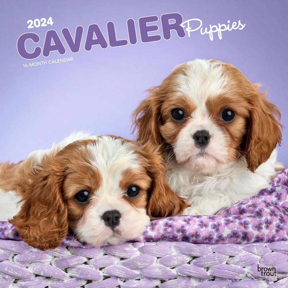 Cavalier King Charles Spaniel Puppies | 2024 12 x 24 Inch Monthly ...