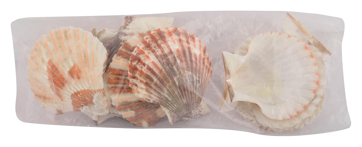 Buy Karma Shell Craft Shell Visiri Chippy - 2 cm x 2 cm x 2 cm, Brown ...