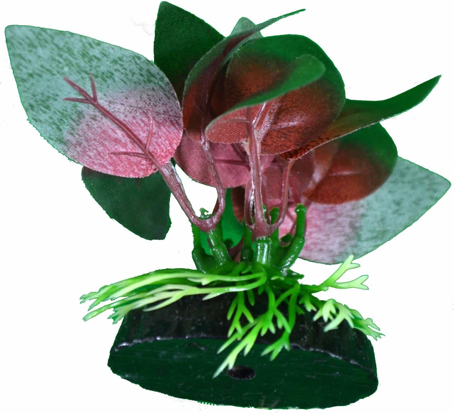 Amazon.com : Blue Spotted Betta Plant Red Anubias Leaf, Great for Betta ...