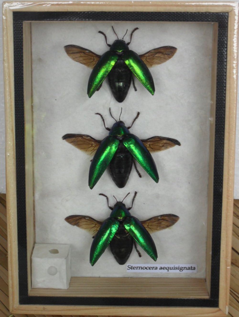 Amazon.com: 3 REAL Jewel Beetle Sternocera Aeguisignata Insect ...