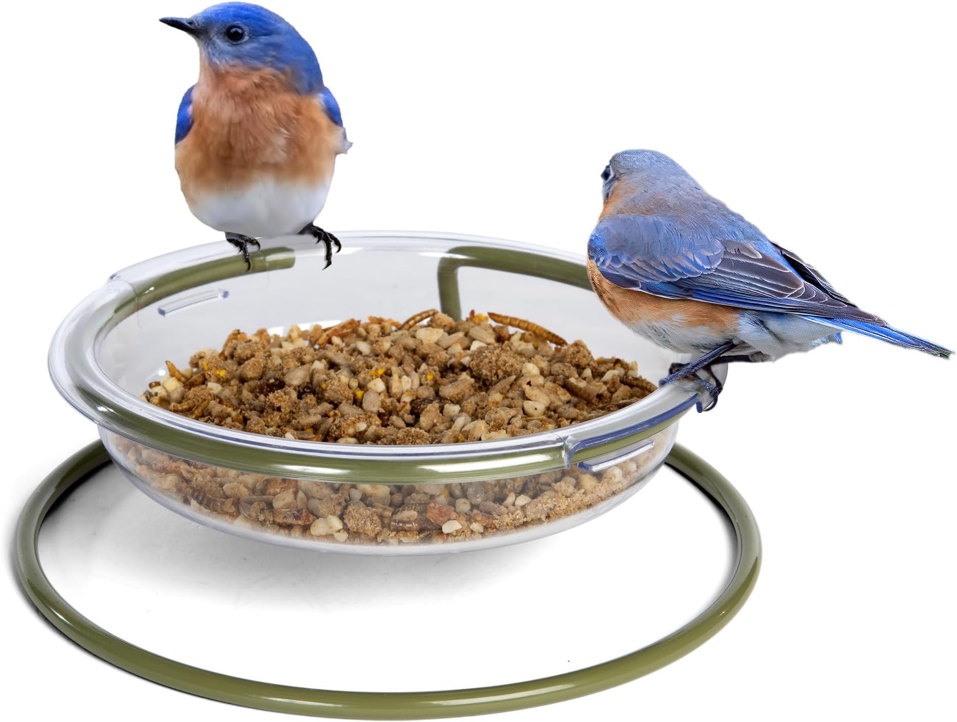 Amazon.com : Wild Bluebird Feeder - Jacobi Jayne® Easy Clean Treat Dish ...