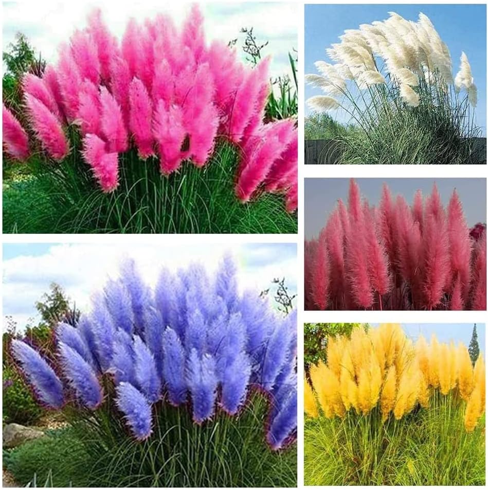 Amazon.com : 1000+ Mix Pampas Grass Seeds for Planting Cortaderia ...