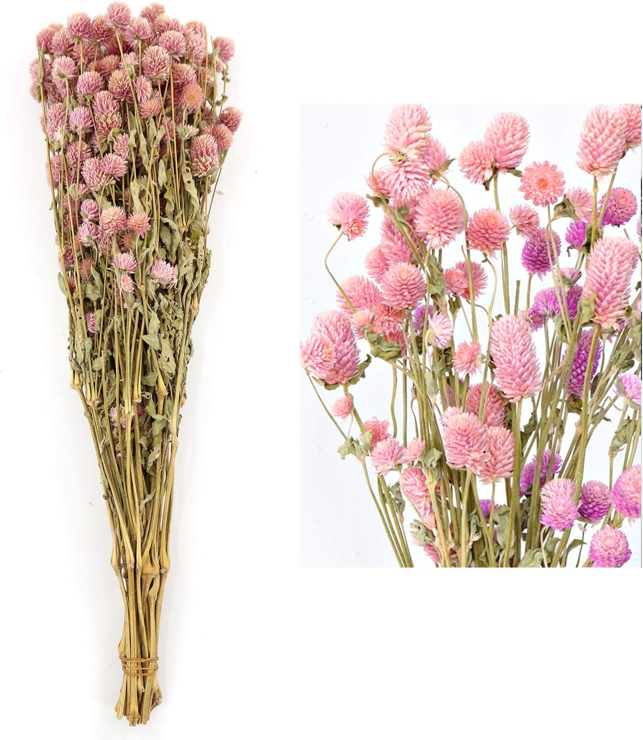 Amazon.com: MIHUAGE Dried Flower White Globe Amaranth Dry Flower ...