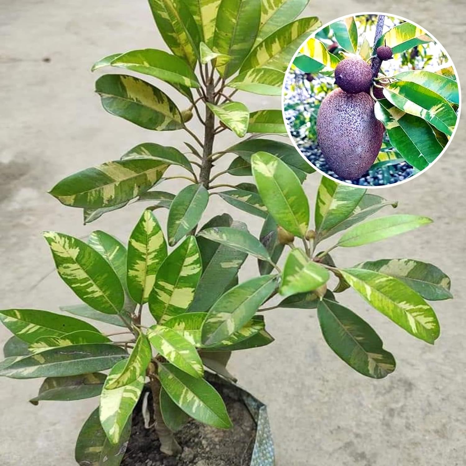 Sapota plant hybrid,plant for hybrid sapota (Pack of 1) : Amazon.in ...