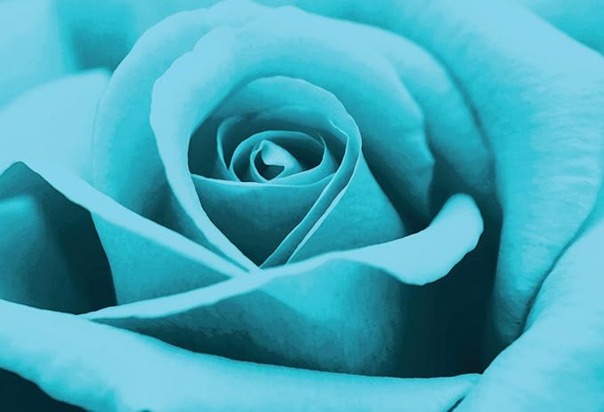 Stunning Turquoise Rose Canvas framed Art Print A1 : Amazon.co.uk: Home ...