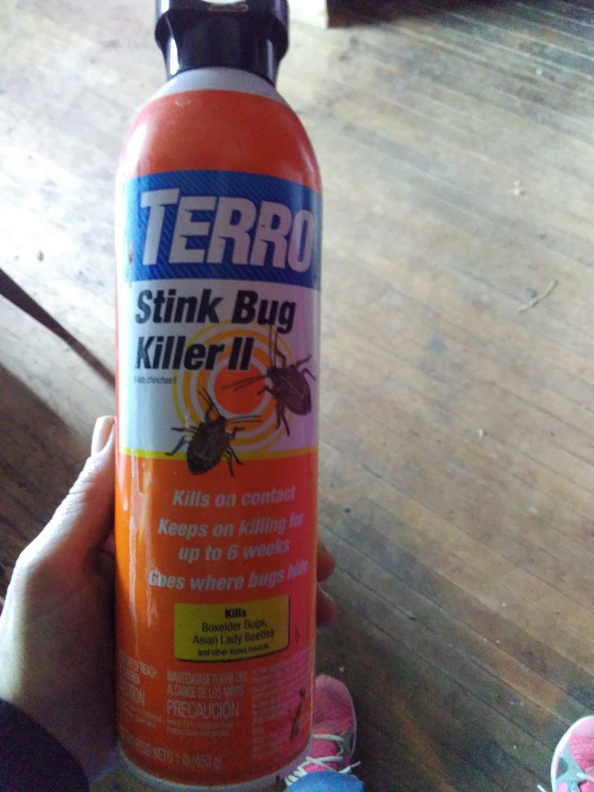 Amazon.com: Terro T3501-6 Stink Bug Killer Aerosol Spray, Orange ...