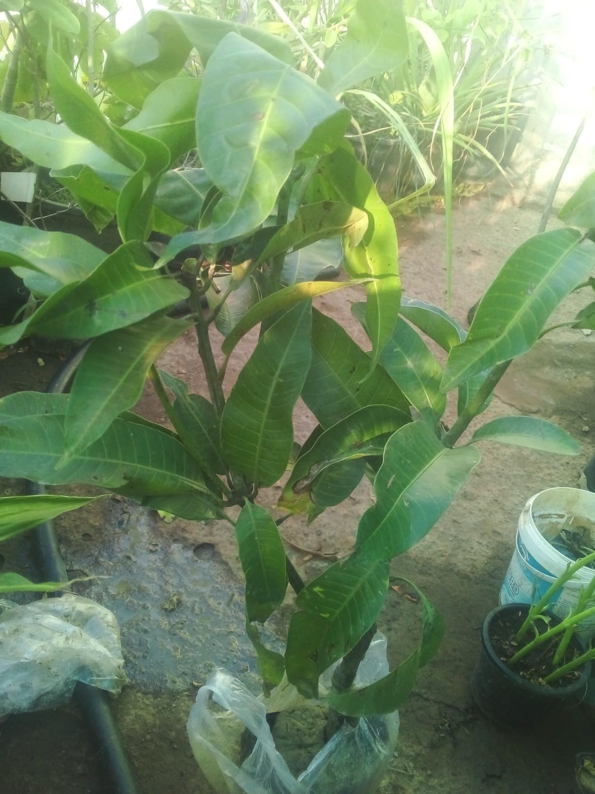 Greenery Nursery Thai All Time Mango Plant & Tree (Grafted, 1 Year Old ...