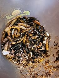 Amazon.com: 200 - Live- Animal Specialties Brand- Superworms ...