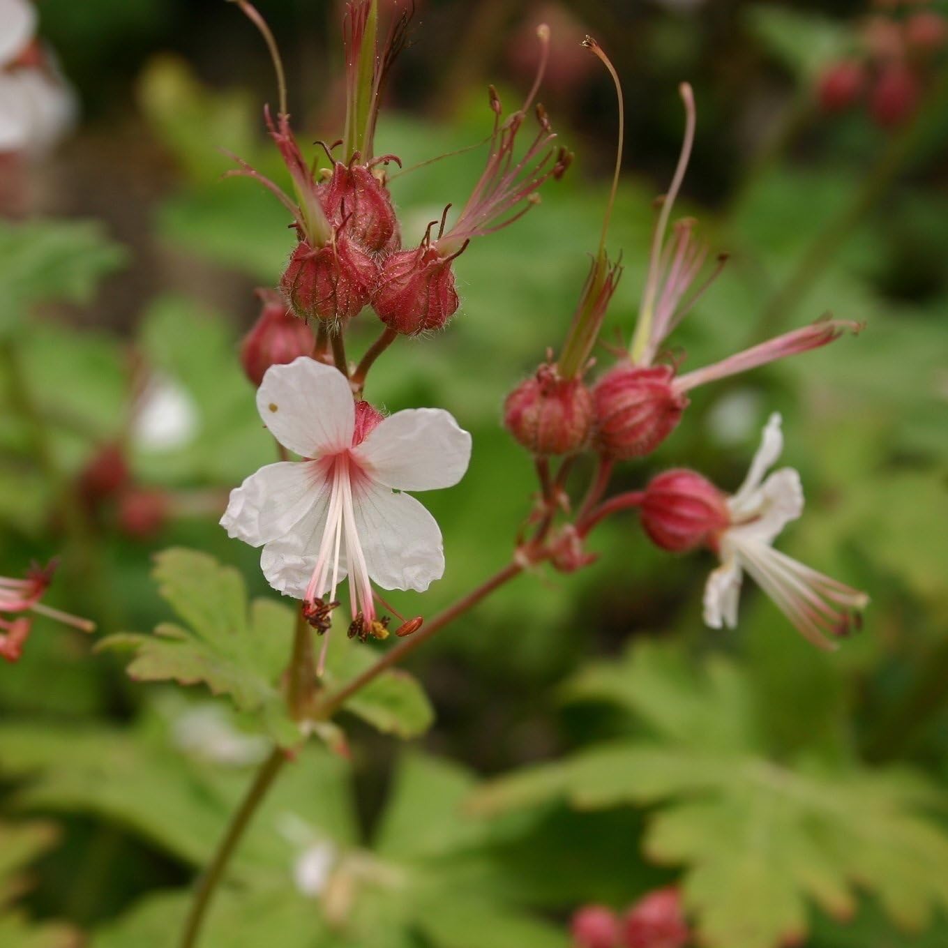 1 x Geranium macrorrhizum 'Spessart' (Storchschnabel) Bodendecker ...