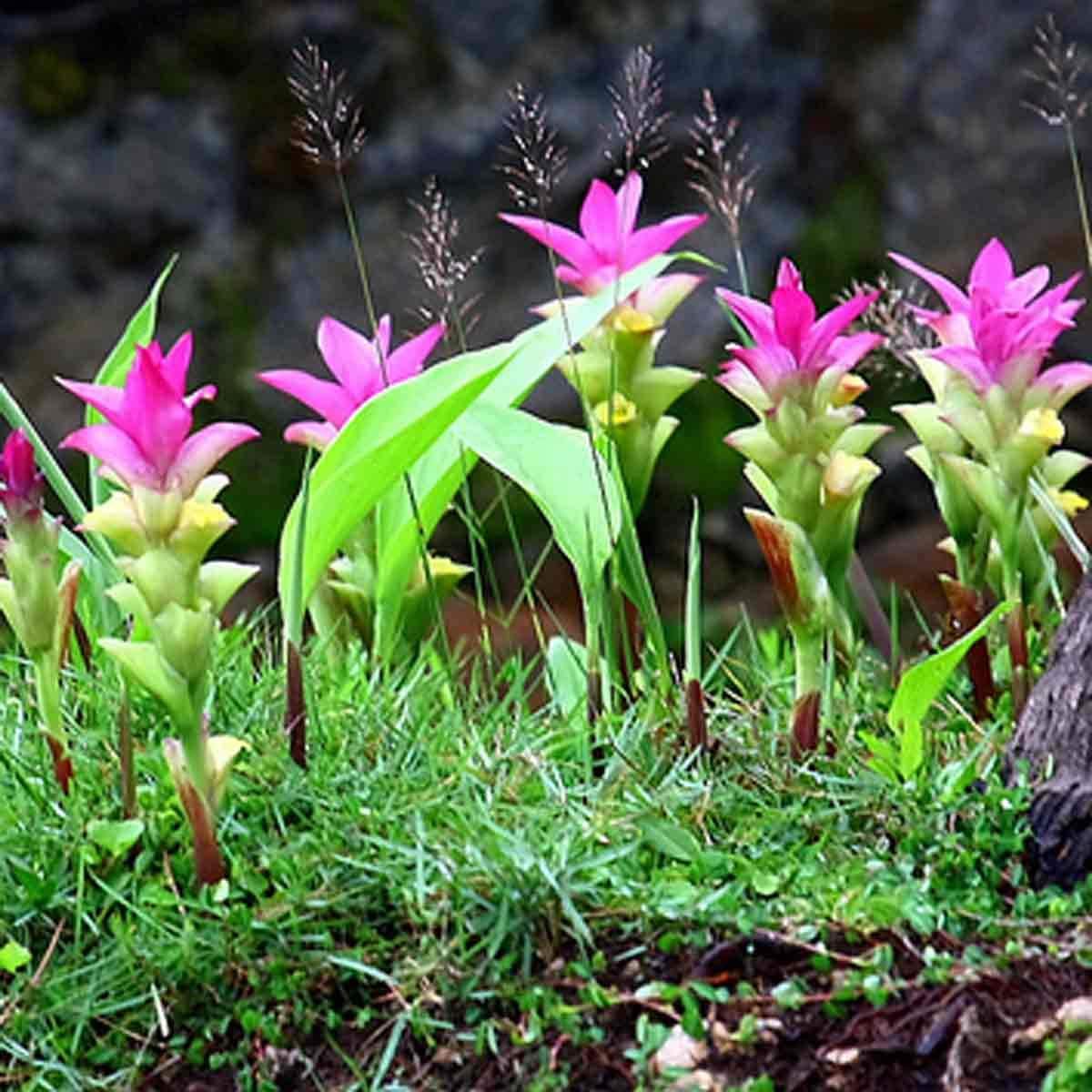 Amazon.com : 50 Pcs Rare Rhizoma Curcuma Flower Seeds Turmeric Seed ...