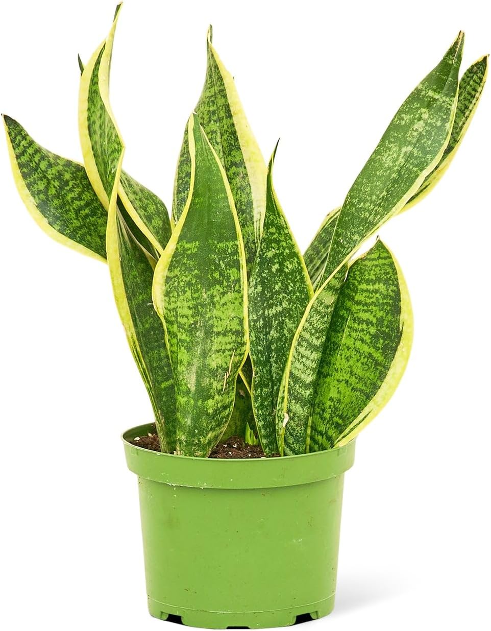 Amazon.com : African Spear Plant, 'Laurentii', 6" Pot, Mother-in-law's ...