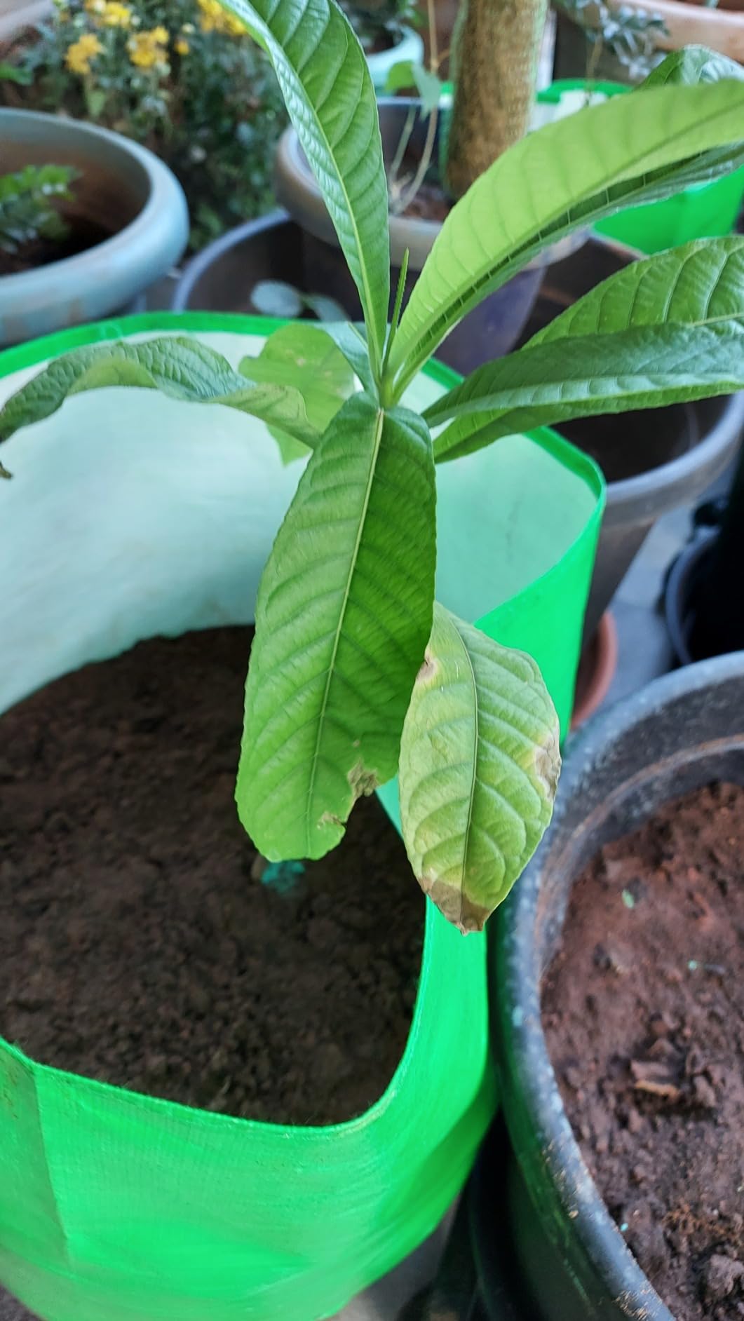 Green Paradise® shiva Linga Tree Holy Nagalinga Tree Cannon ball tree ...