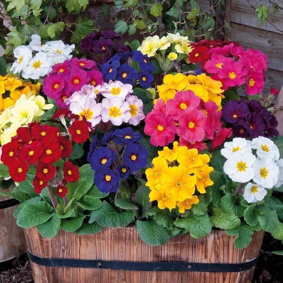 NO-GMO Lot de 90 graines de primula Primevère Fleurs Vivaces Maison ...