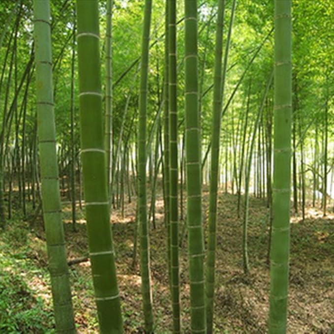 100pcs/bag Giant Moso Bamboo Seeds Moso Bamboo Tree Seeds Home Garden ...