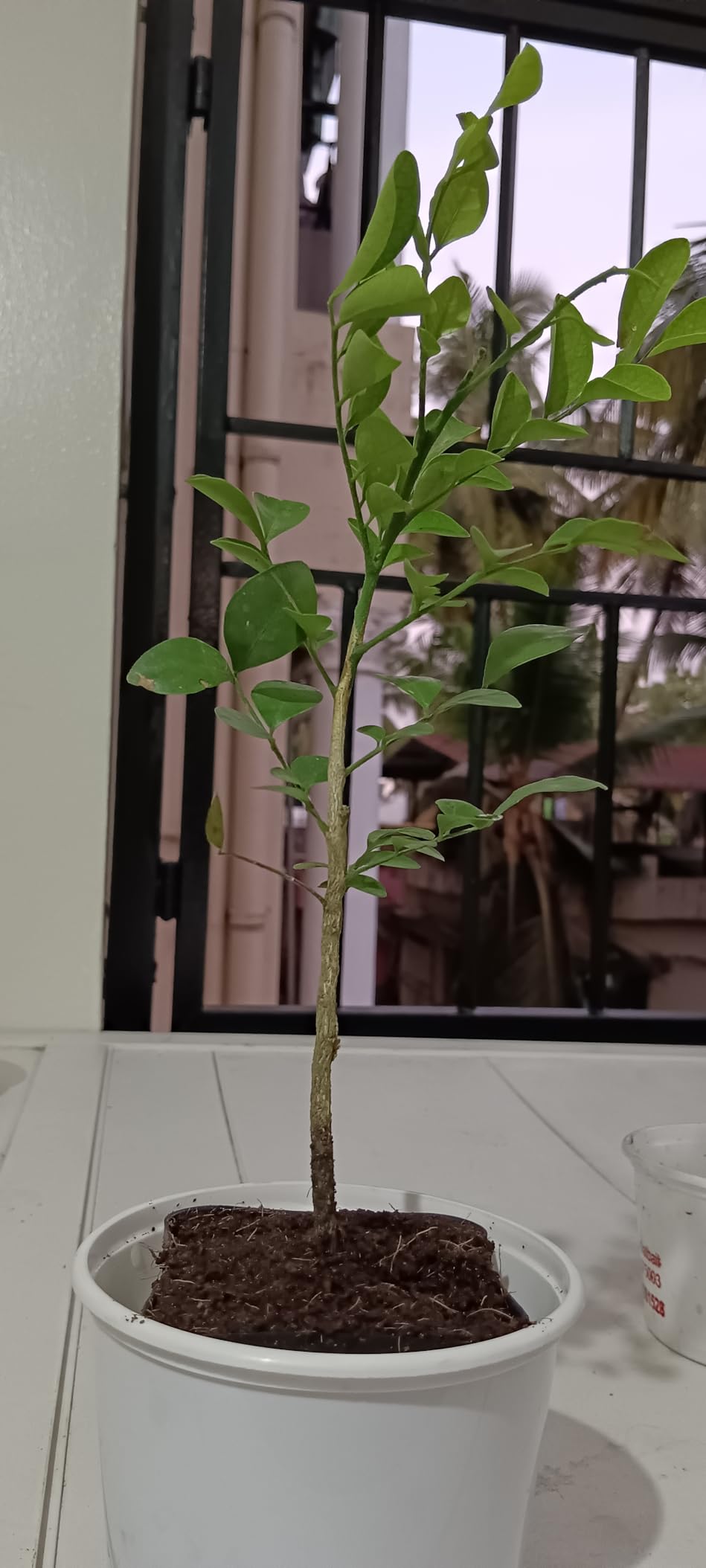 EverSneh Live Rare Murraya Paniculata Orange Jasmine" Mara Mulla ...