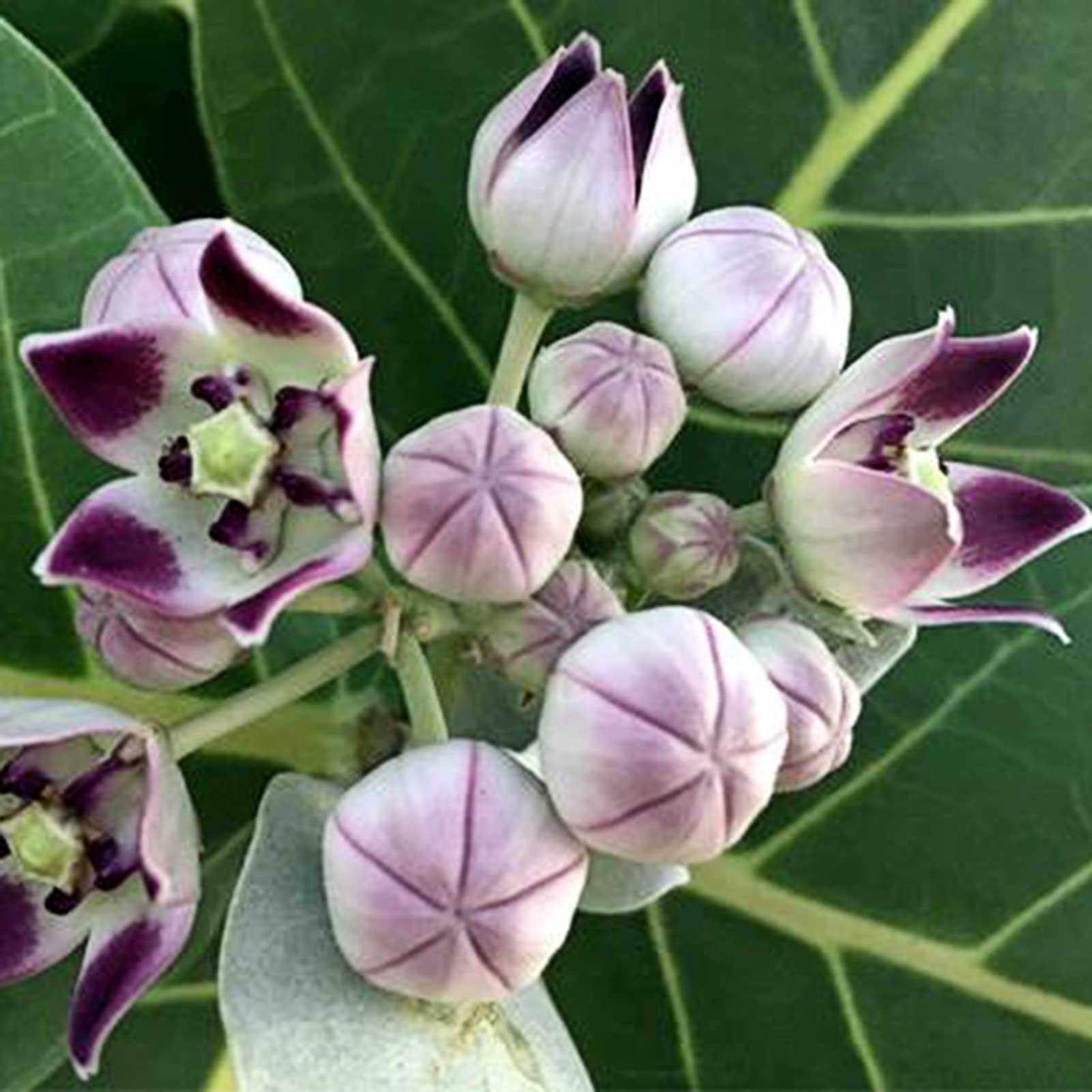 Buy Sonoaud 10Pcs/Bag Calotropis Gigantea Non-GMO Flowering Compact ...