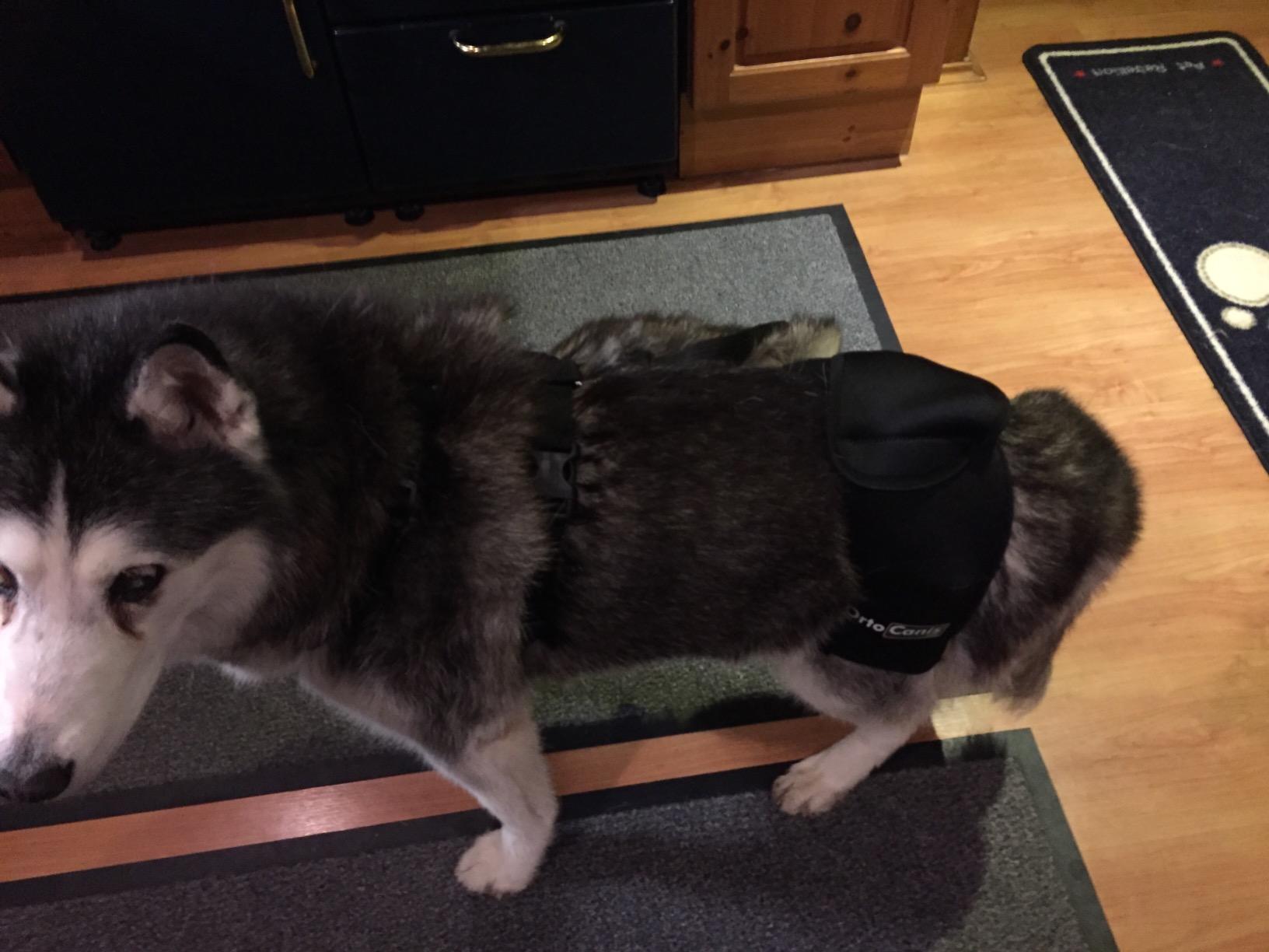 Ortocanis - Hip Support for Dogs with Hip Dysplasia or Osteoarthritis ...