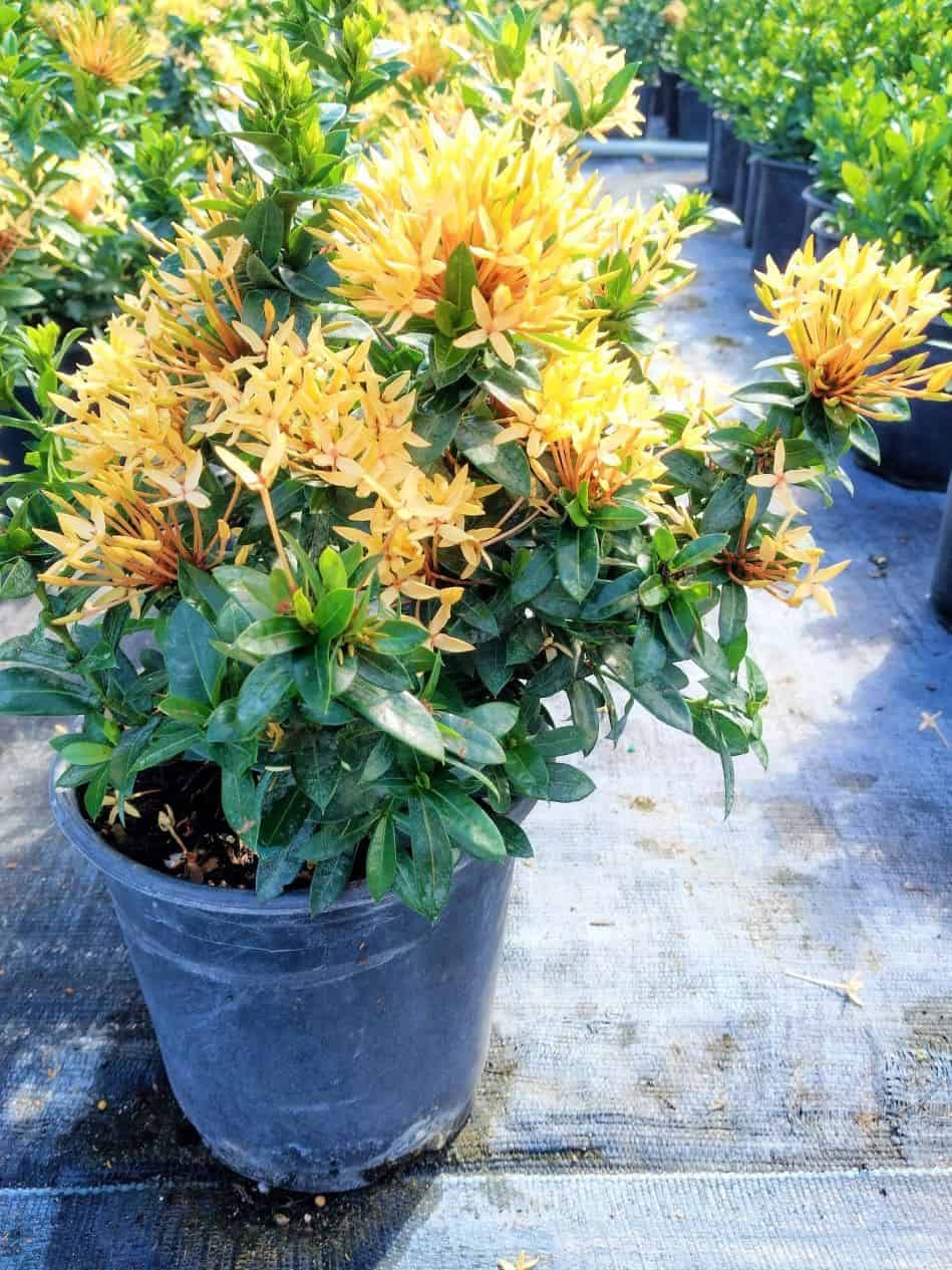 GoGreen Yellow Rangan Rangana Flower Live Plant Ixora Viruchi Kiskaara ...