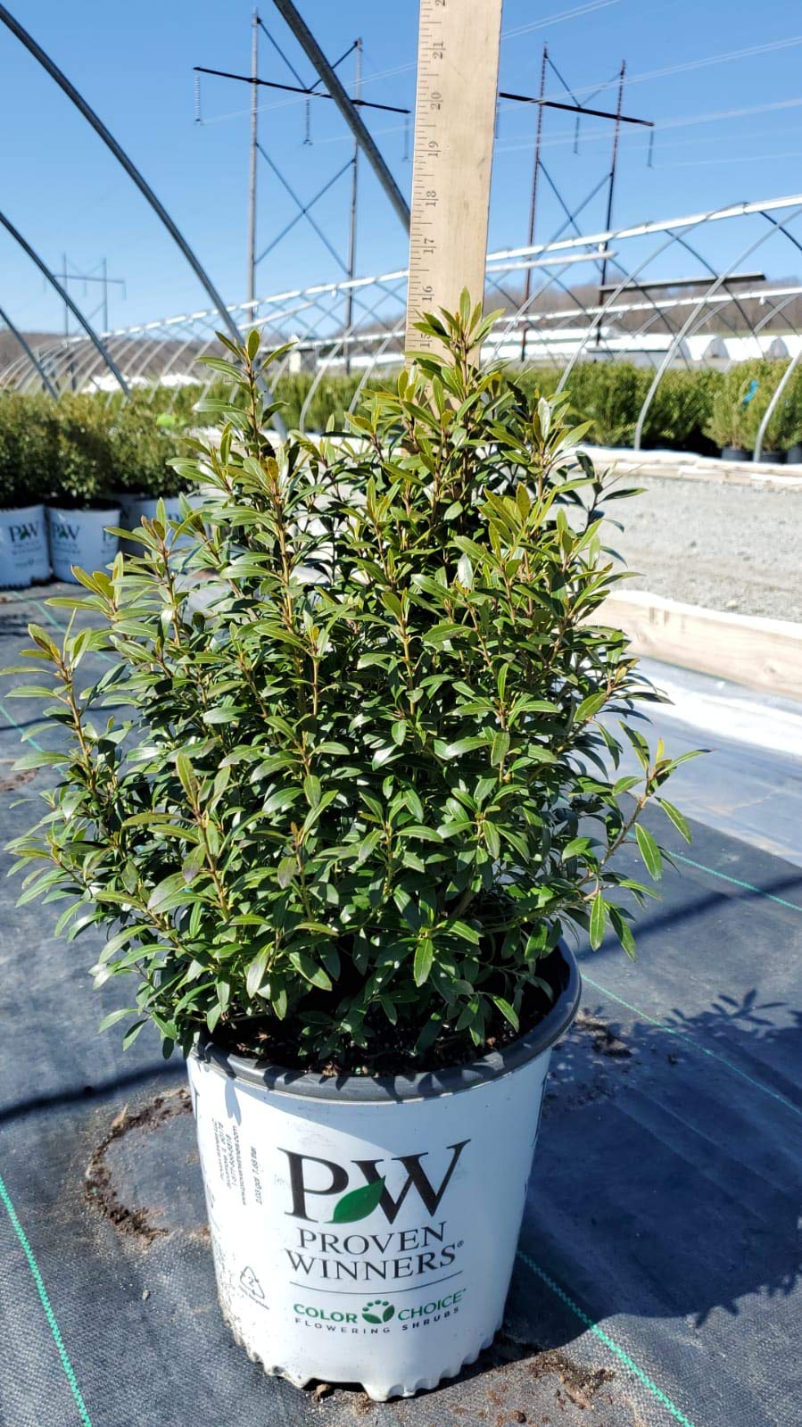 Amazon.com : Live plant from Green Promise Farms Ilex glabra Gem Box ...