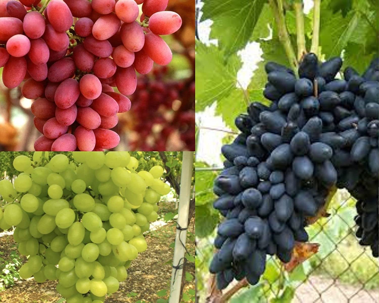 9 PIANTE UVA DA TAVOLA 3 VARIETA' NERA,ROSA,BIANCA SENZA SEMI ...