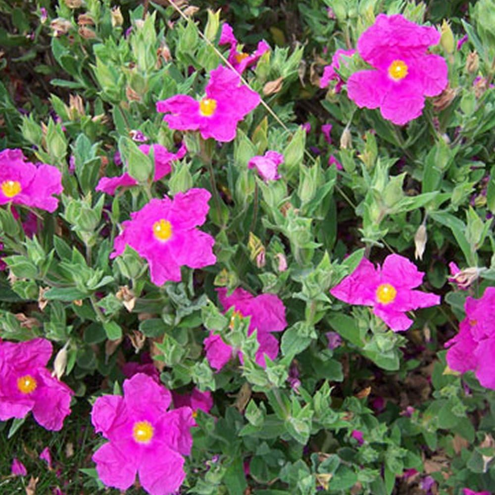 1 X CISTUS PULVERULENTUS 'Sunset' Rock Rose Evergreen Hardy Shrub Plant ...