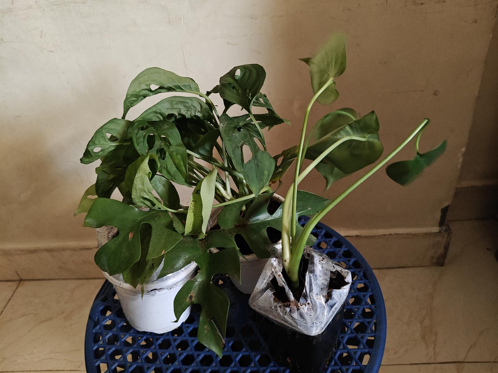 CAPPL Live Air Purifier Monstera Plants | Swiss Cheese Vine Natural ...