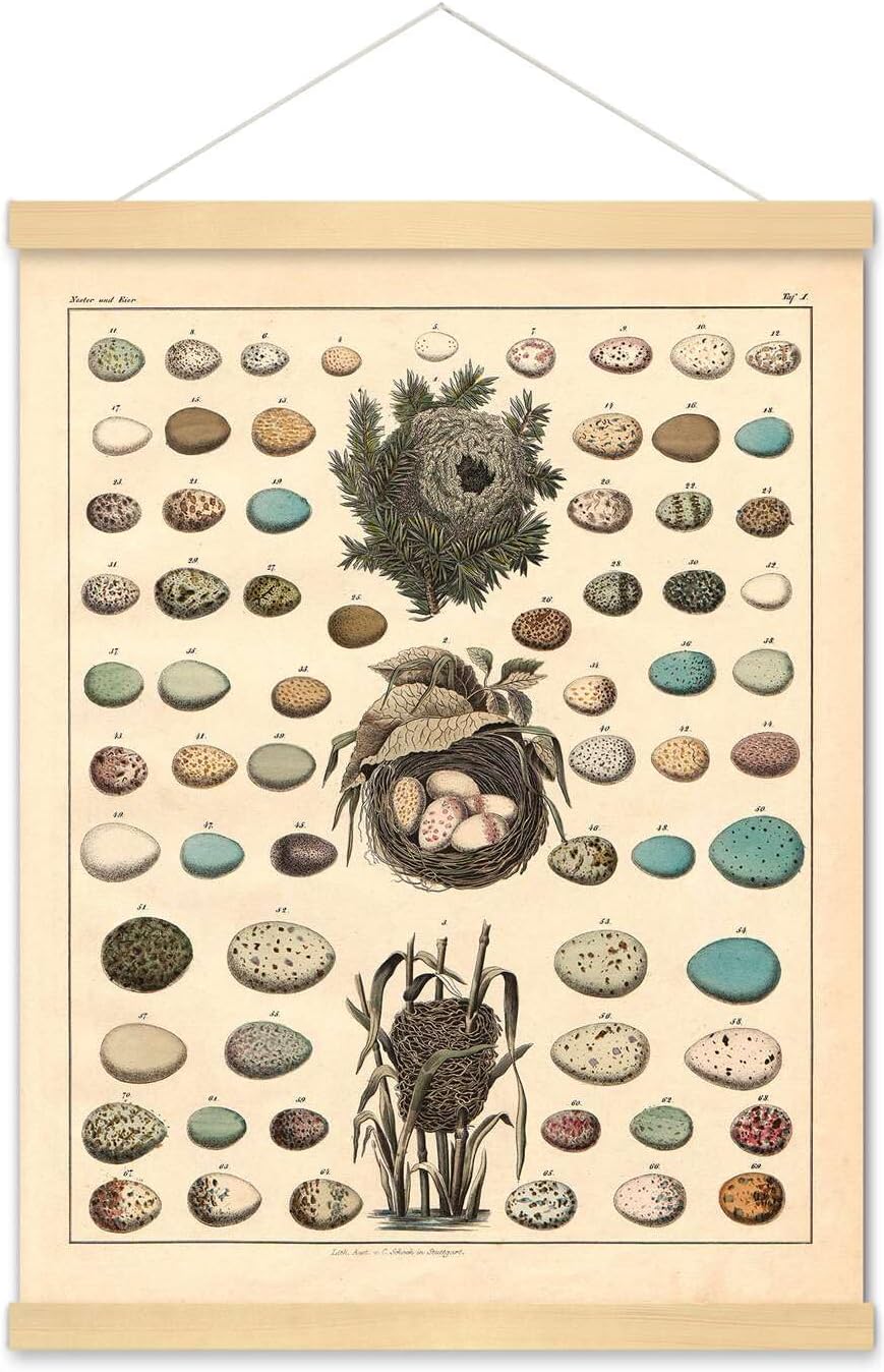Amazon.com: Meishe Art Poster Print Birds Nests Eggs Collection ...
