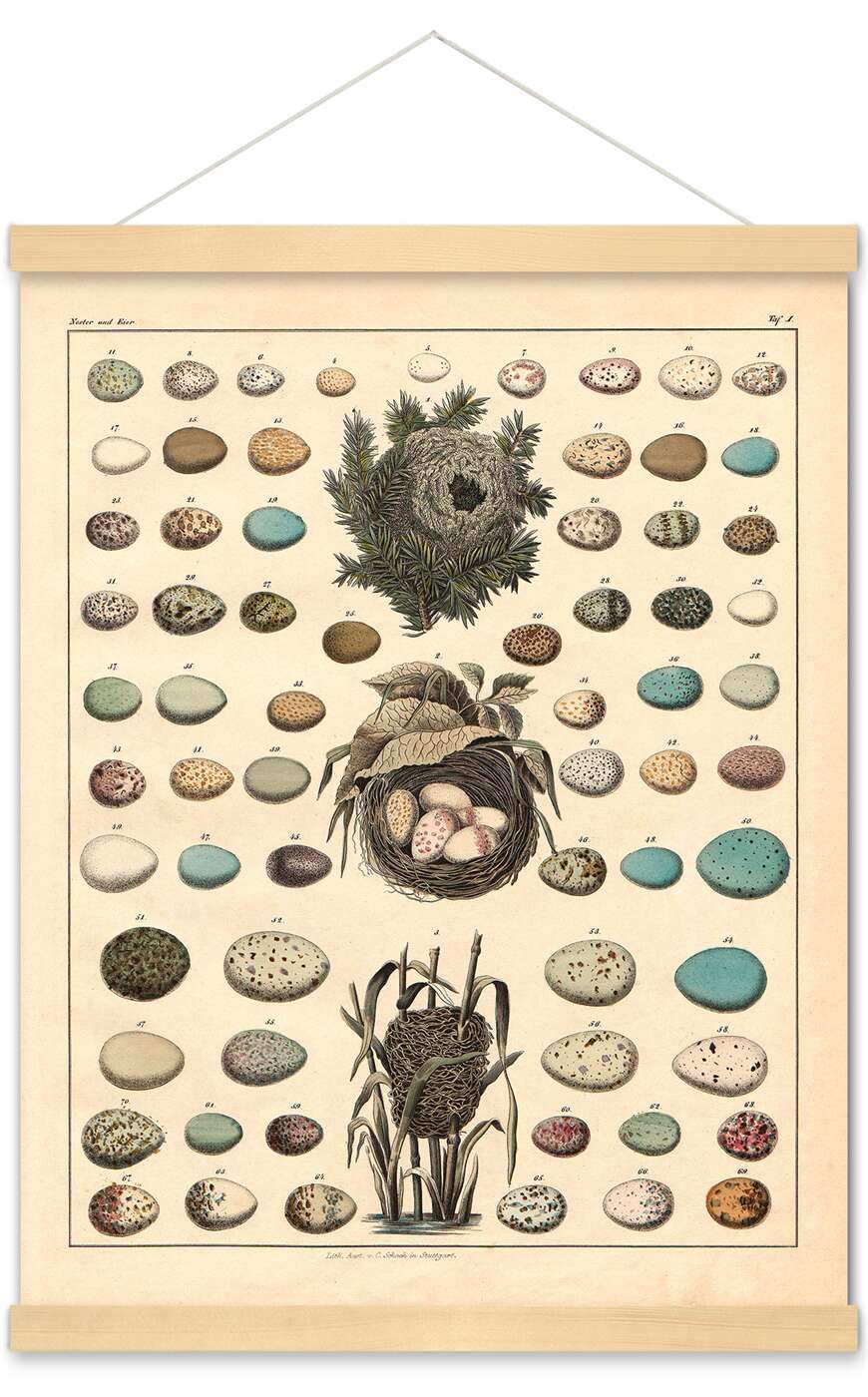 Amazon.com: Meishe Art Poster Print Birds Nests Eggs Collection ...