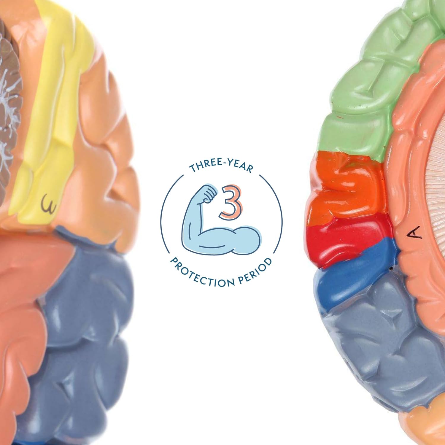 Axis Scientific 2-Part Human Brain Model with Philippines | Ubuy
