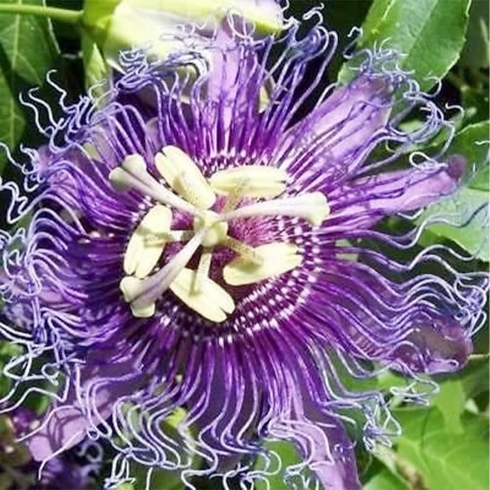 Amazon.com : QAUZUY GARDEN 10 Passionflower Maypop Granadilla Passion ...