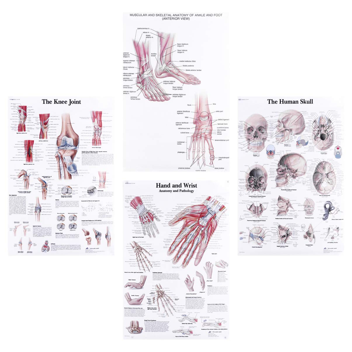 Toyandona Human Anatomy Poster Muscle Anatomy Chart Painting Skeletal ...