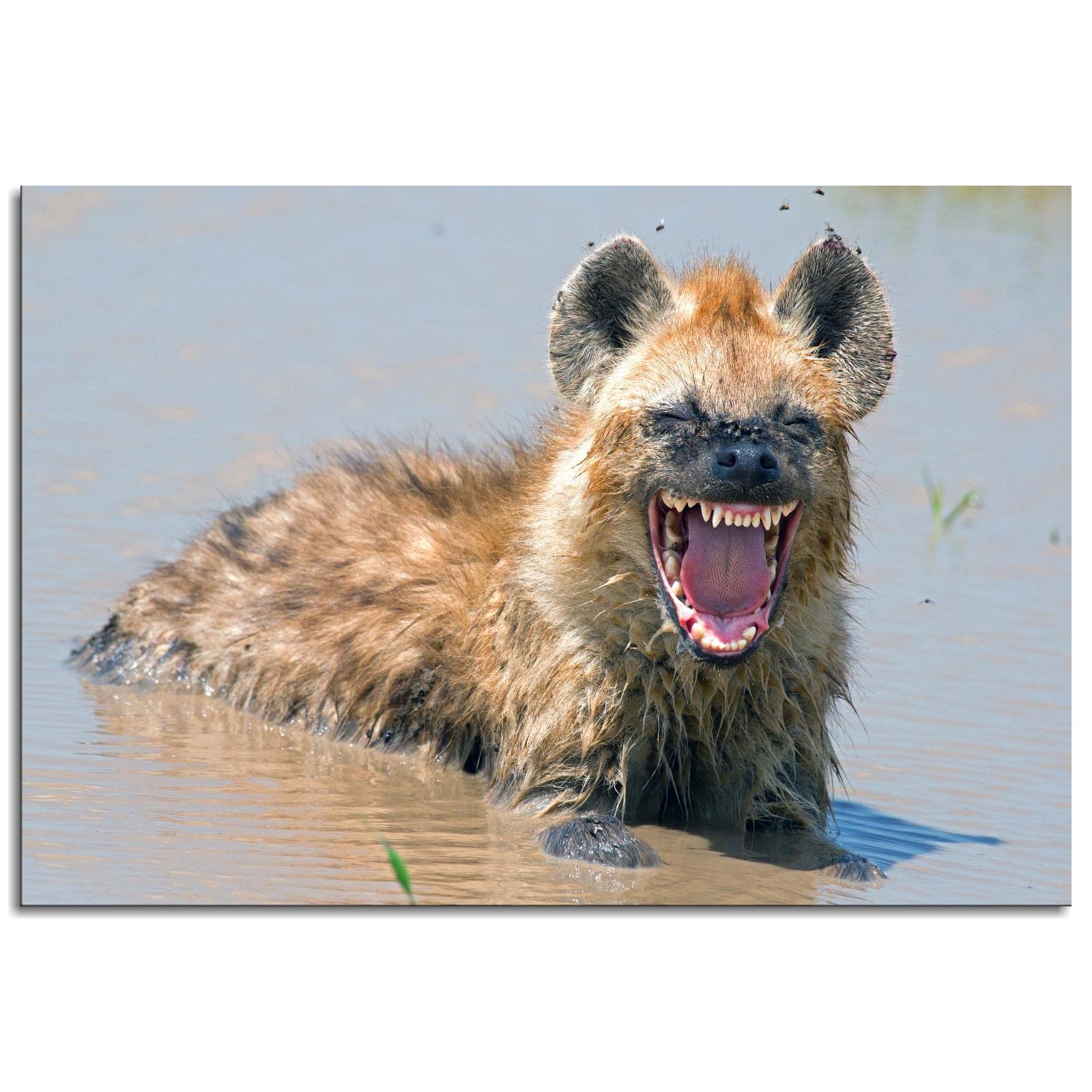 Hyena Animal Laughing