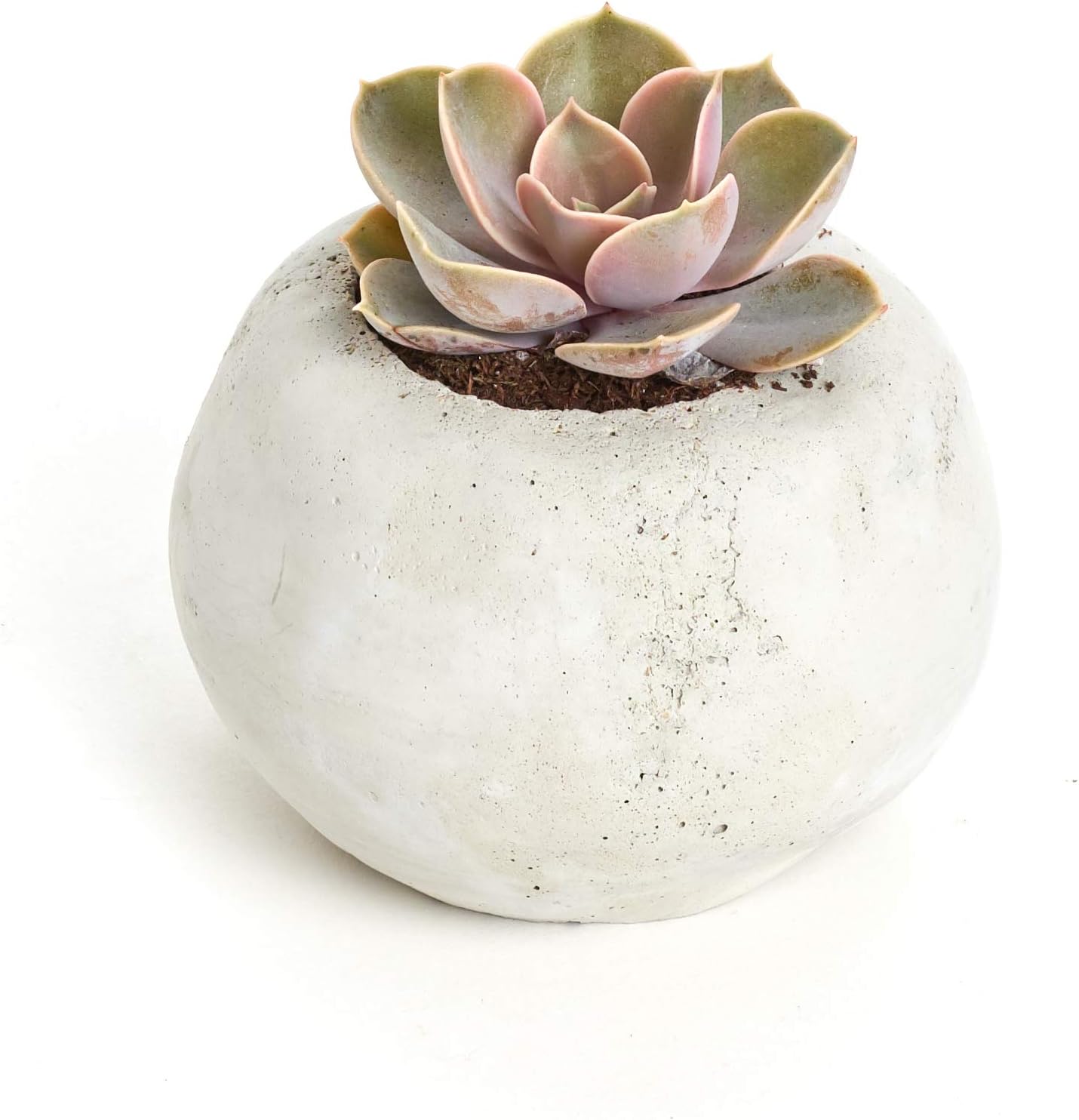 Amazon.com: Classic Concrete Orb Planter, Cement Pot for a Single ...