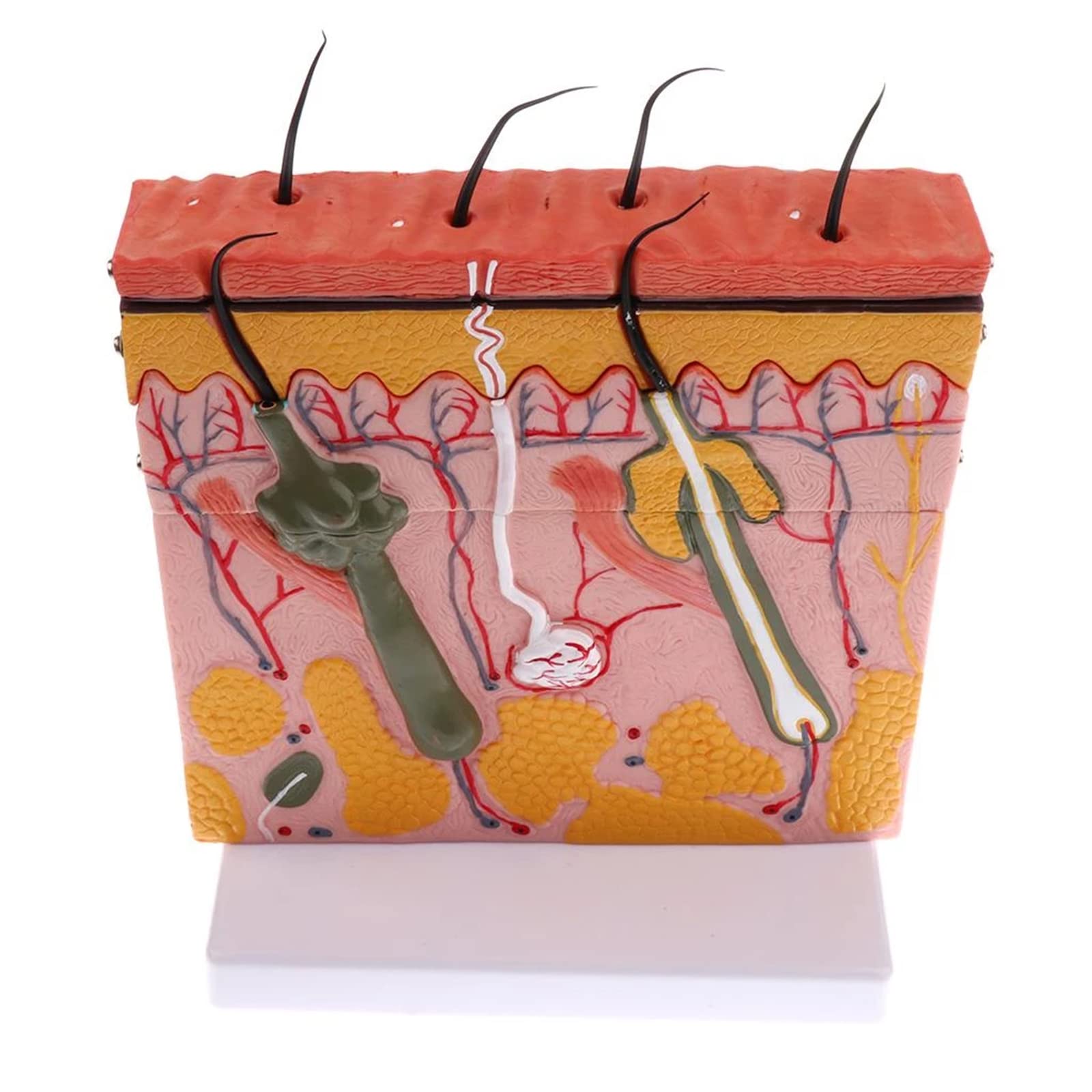 Buy 70X Magnification Human Skin Model, Flexible Section 4 Layers Skin ...