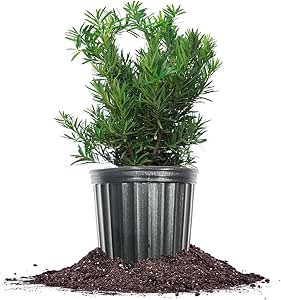 Amazon.com : Perfect Plants Podocarpus Pringles 1 Gallon Growers Pot | Elegant Japanese Yew ...