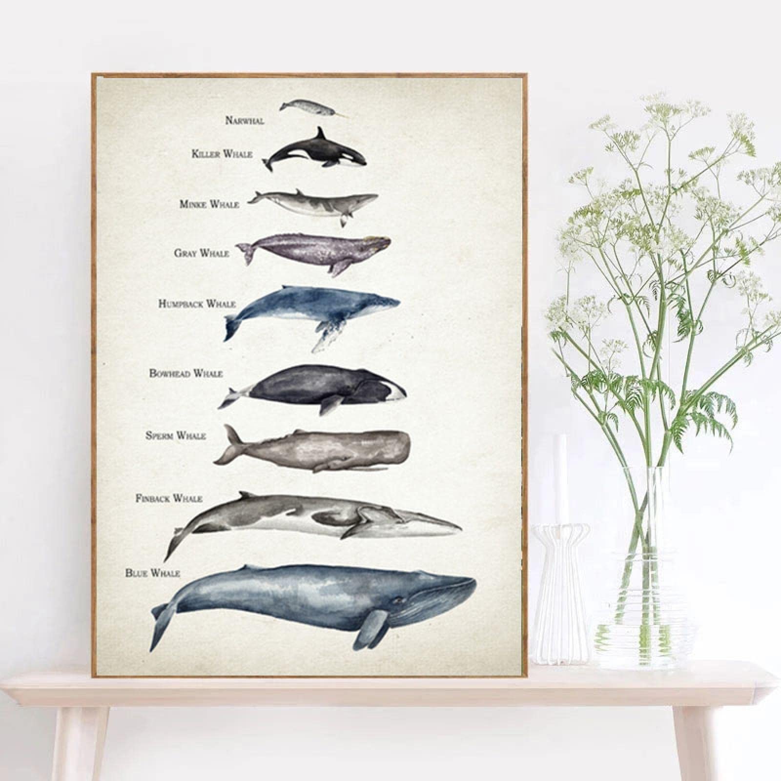 Blue Whale Size Comparison Chart What If We Could Understand What Blue