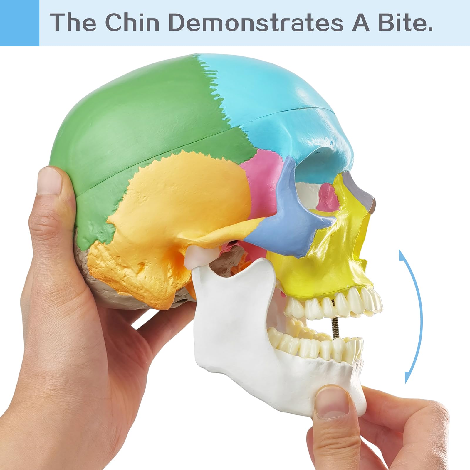 Infant Skull Model Anatomy HADWYN Life Size Infant Skull Model - Hand ...