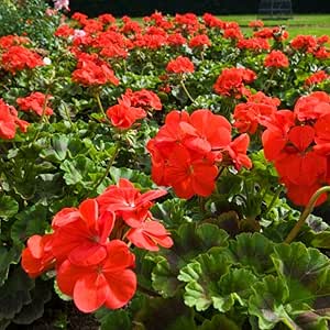 Geranium 'Best Red' F1 Hybrid - Large Scarlet Flowers, Top Performance ...