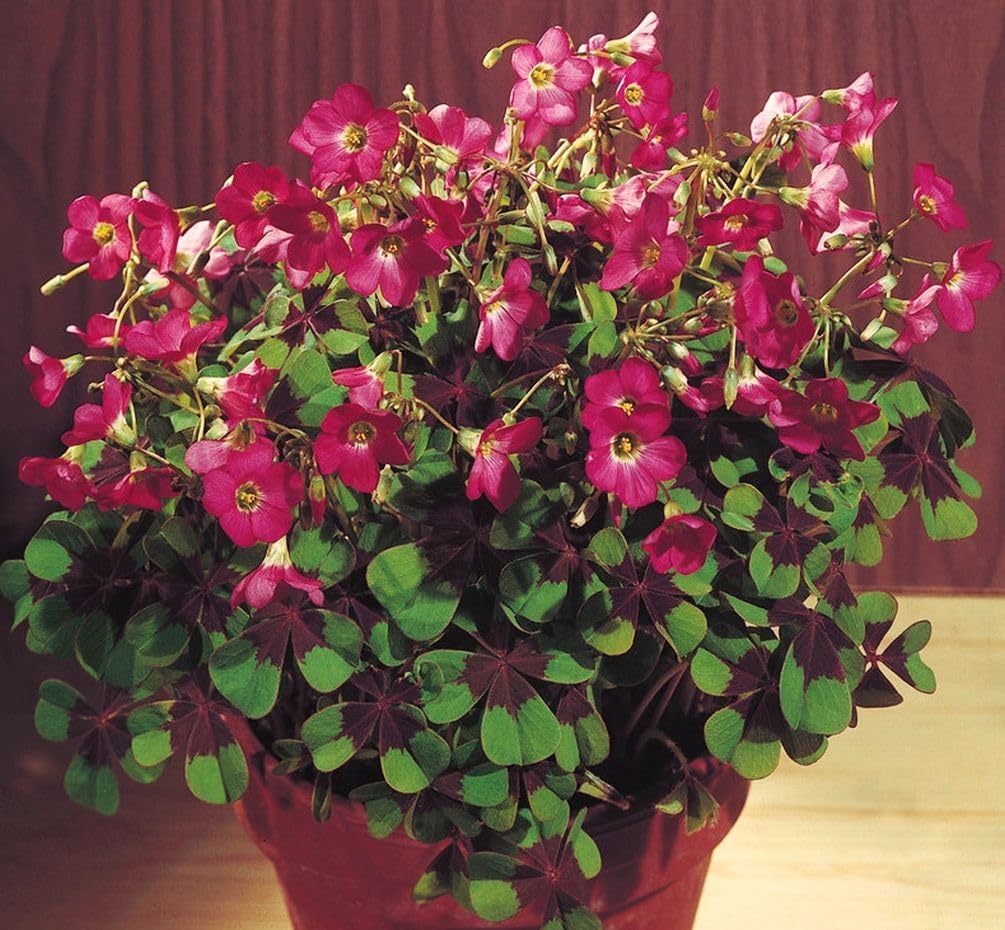 Amazon.com : 12 Green & Purple Foliage Iron Cross Shamrock Bulbs - Good ...