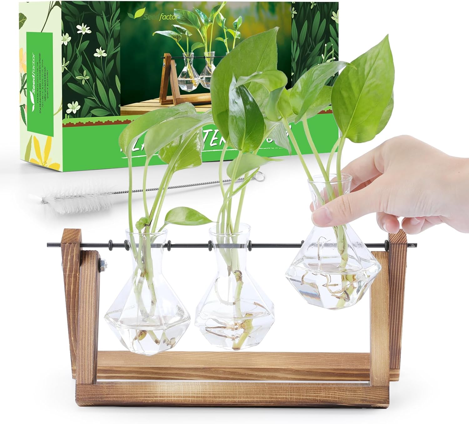 Amazon.com: Seedfactor Plant Propagation Station, Plant Terrarium with ...