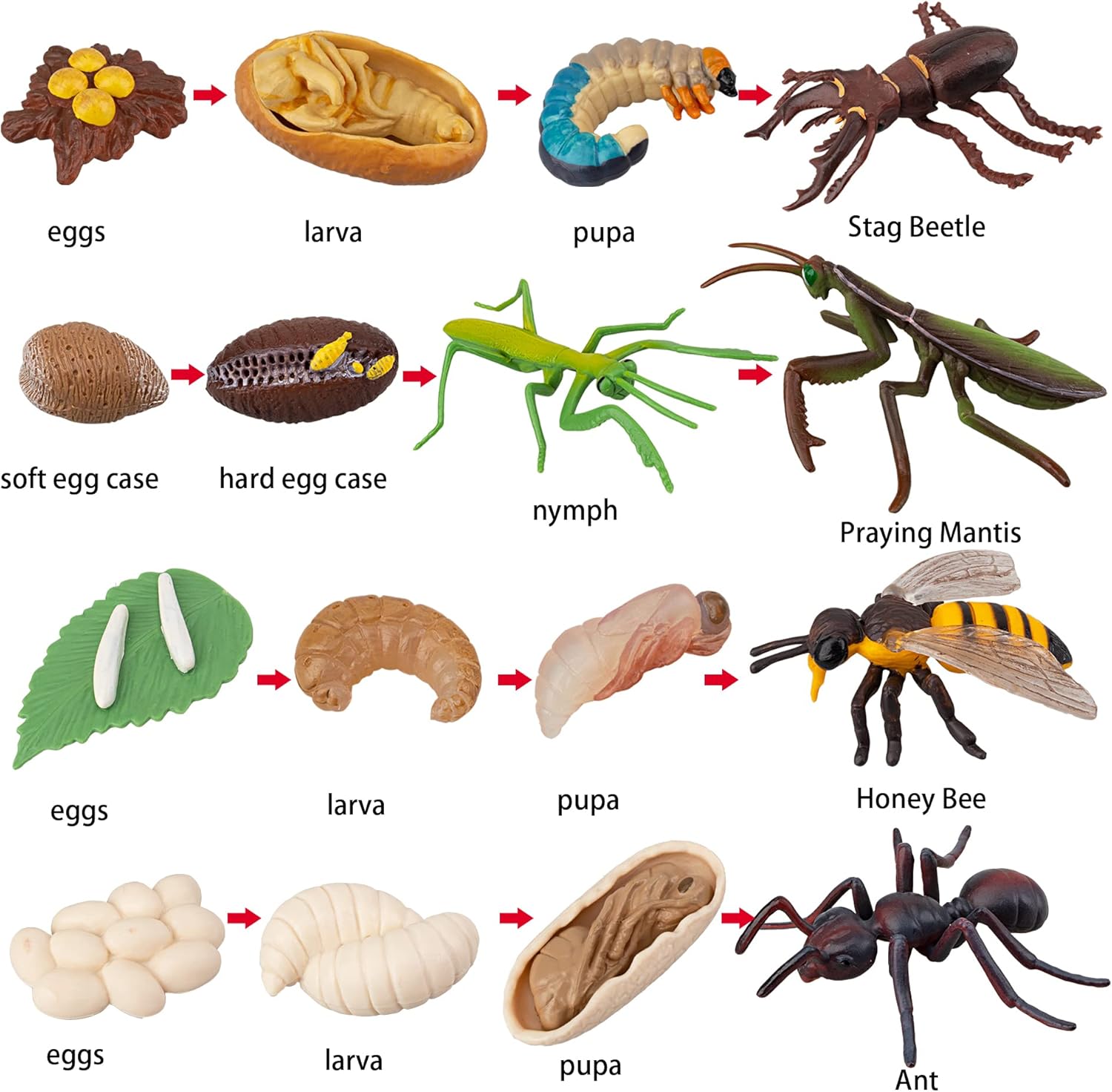 Buy TOYMANY 16PCS Insect Figurines Life Cycle of Stag Beetle,Honey Bee ...