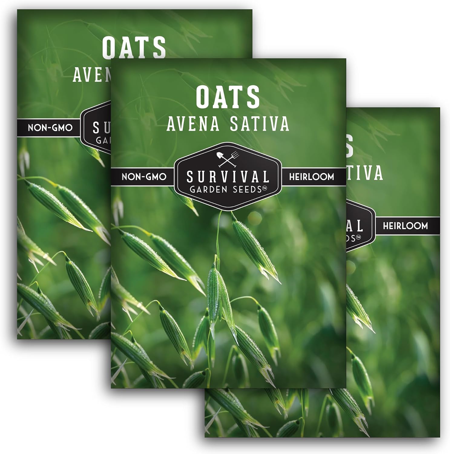 Amazon.com : Oat Seeds for Planting – Heirloom Avena Sativa Milky Oats ...